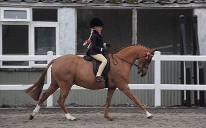BSPS Area 9B South Western Counties Show | Leyland Court Farm ...