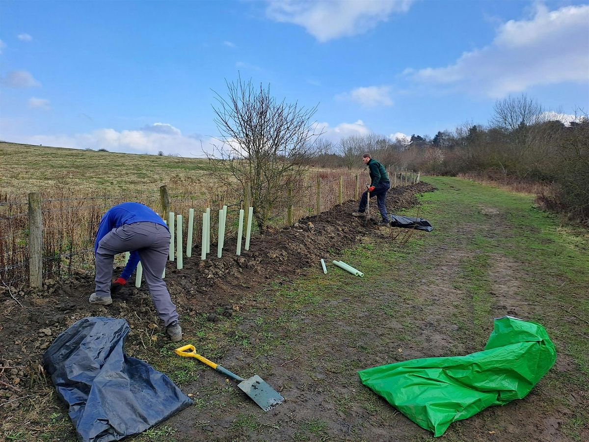 Hedgerow Planting - Linley Bank Meadows at Linley Bank Meadows ...