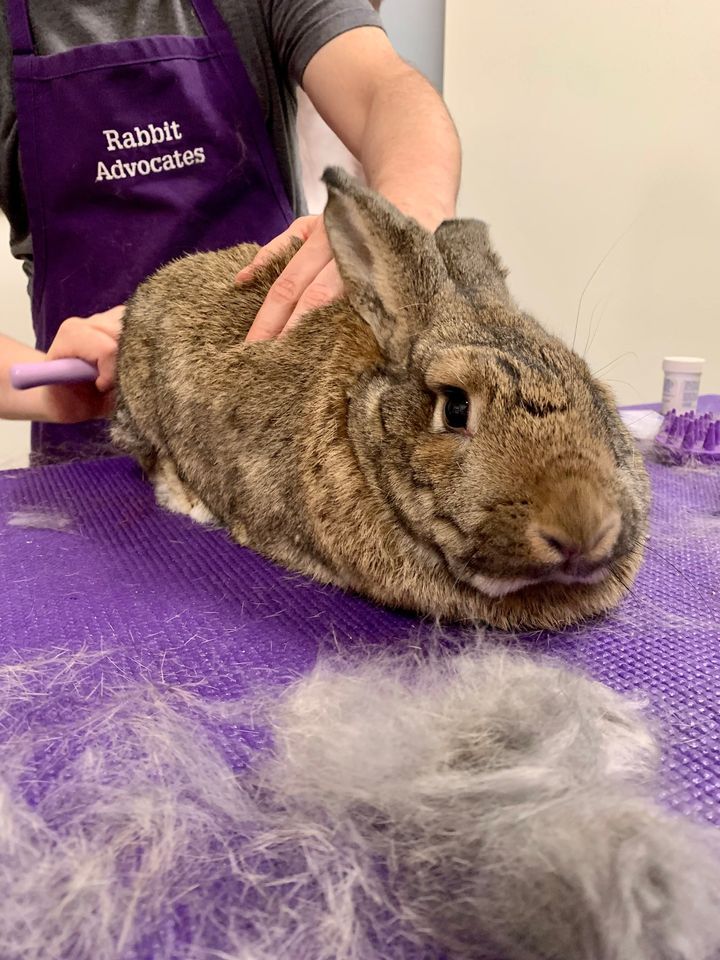 Bunny Spa Day - SE (fully booked!) at Sellwood Pet Supply, Portland on ...