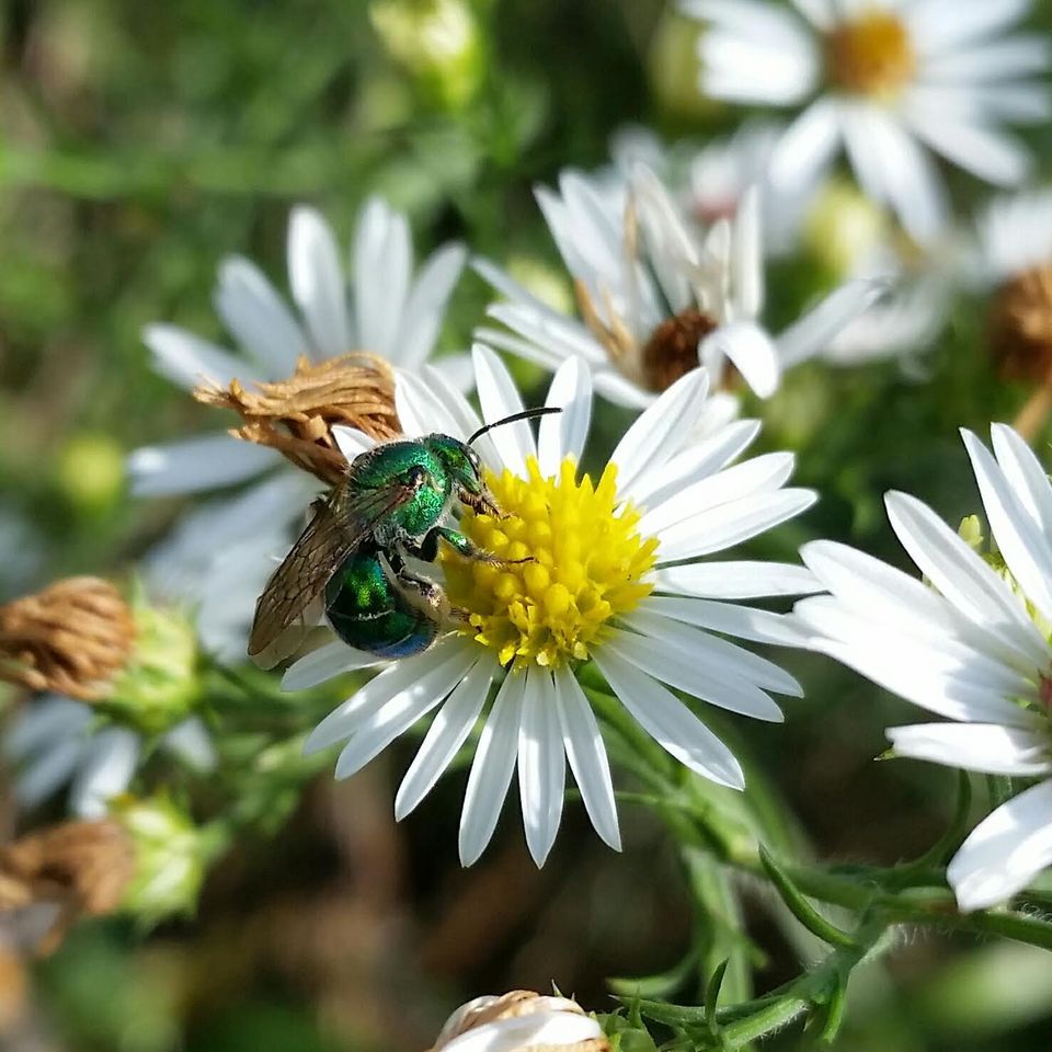 “Bring Back the Pollinators” | Indian Prairie Public Library, Darien ...