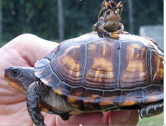 Turtles to Toads | Lake Placid Public Library | August 2, 2022