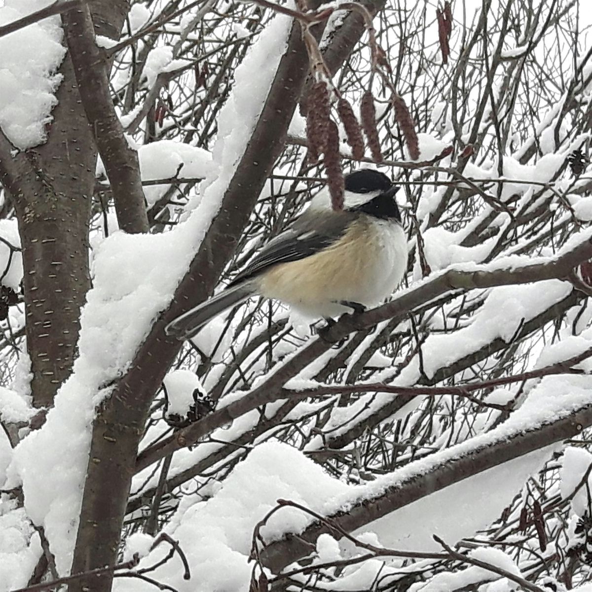 The Peace of Wild Things: Guided Nature Therapy for Troubled Times at ...