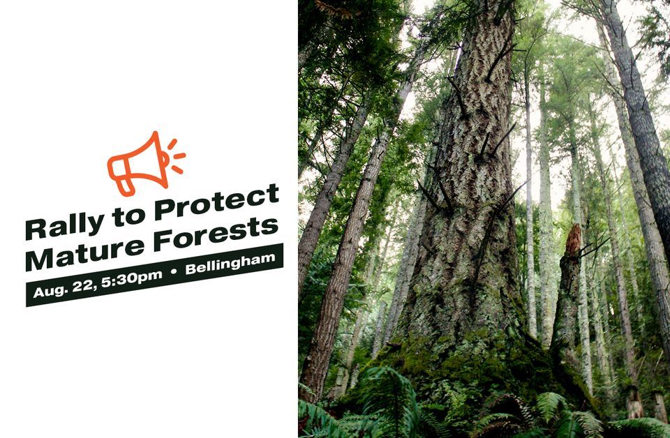 Rally to protect WAs mature forests **wear green!** at Maritime Heritage Park, Bellingham on ...
