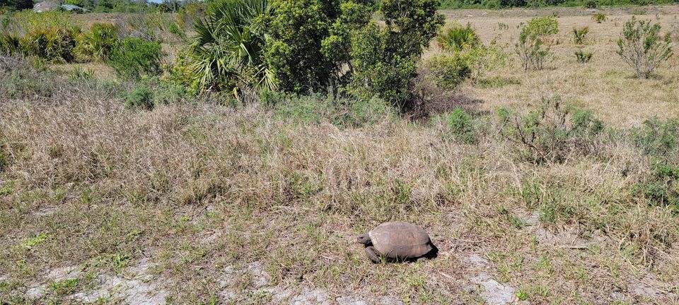 Gopher Tortoise Day Celebration! at Hundred Acre Hollows Inc, Cocoa ...