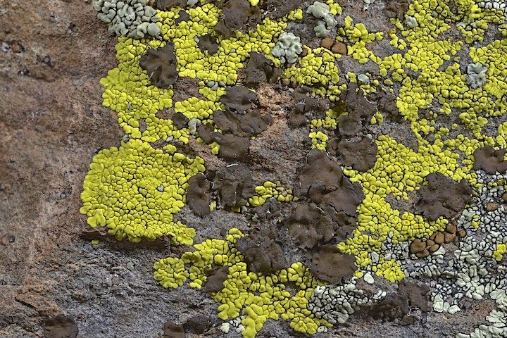 Lichens: What They Are and Where They Grow at Natural History Institute ...