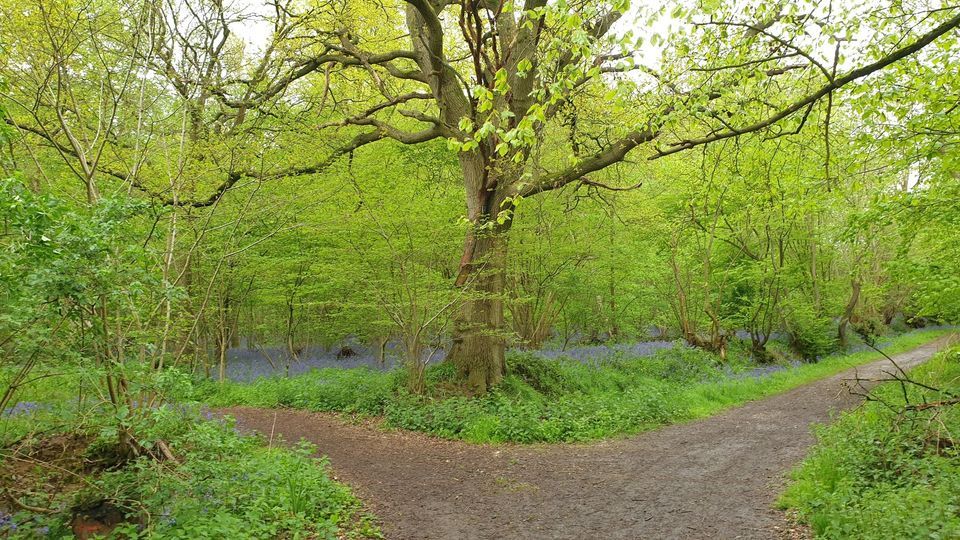 Our Native Trees | Essex Wildlife Trust Hanningfield Reservoir Nature ...