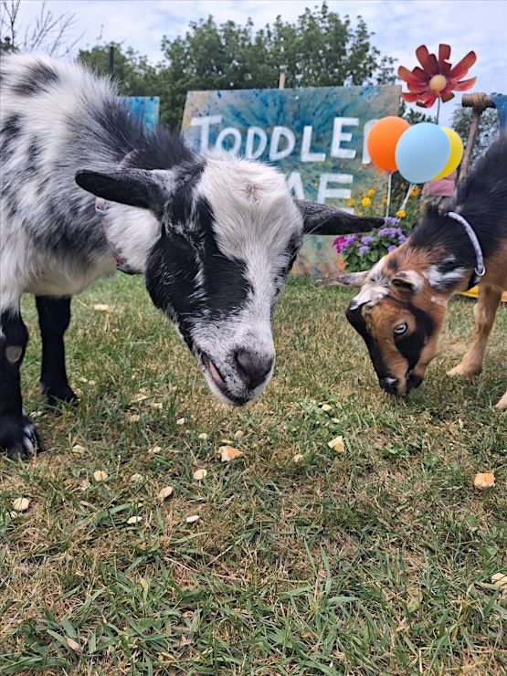 Toddler Time at Treetoad Family Farm at Treetoad Family Farm, Trufant ...