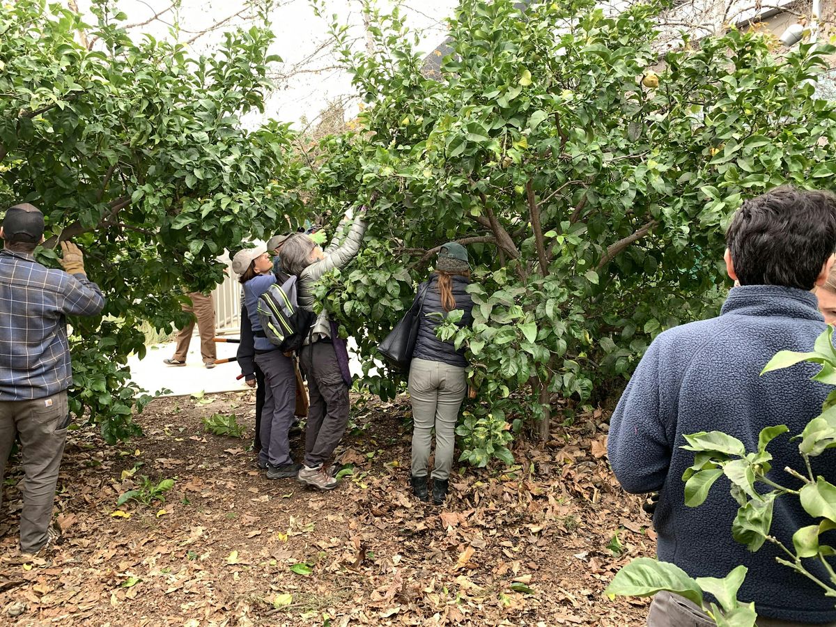 Ishihara Park Learning Garden Citrus Orchard Care and Maintenance ...