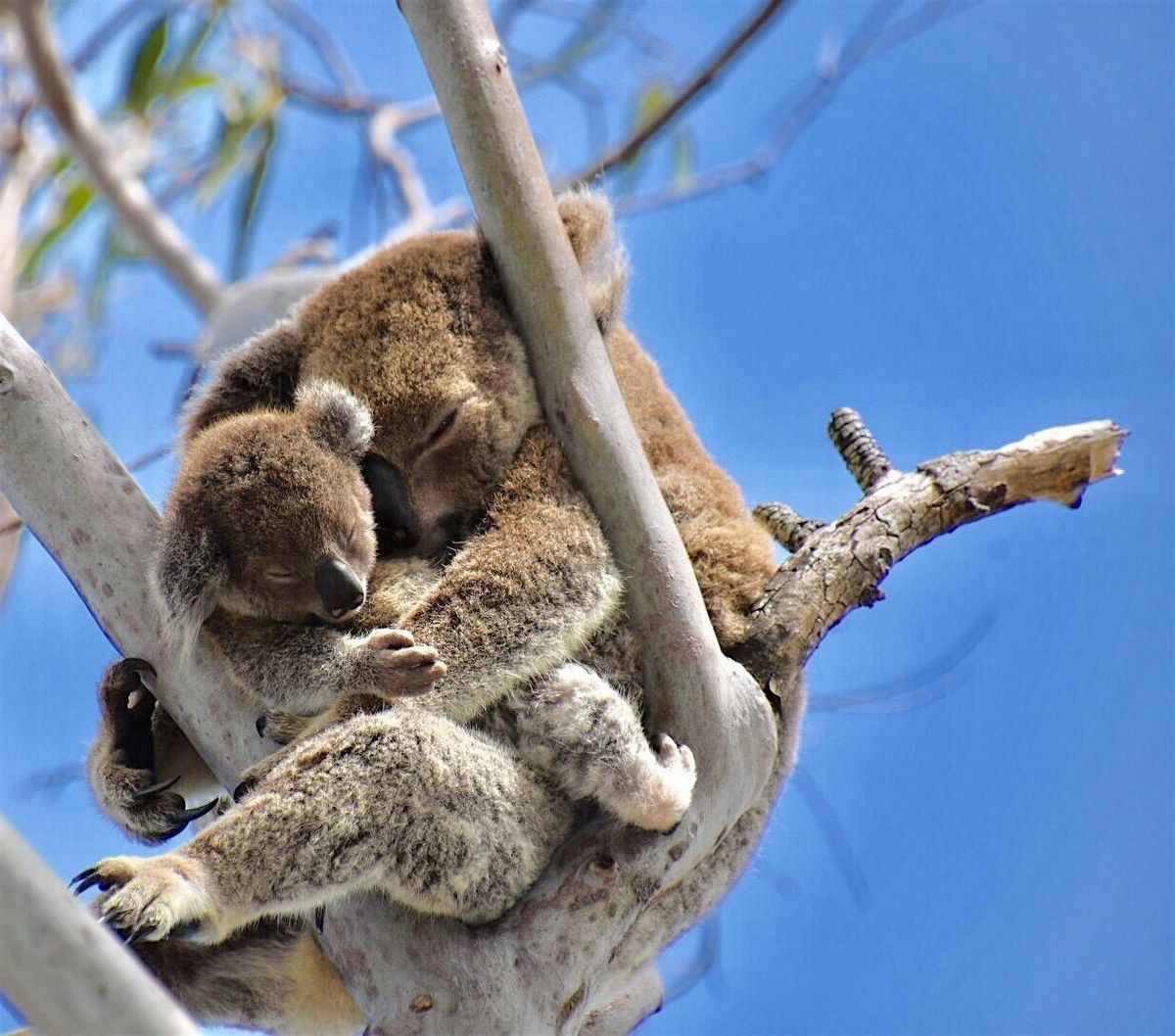 Discover koalas in the wild with Ranger Stacey at Point Halloran ...