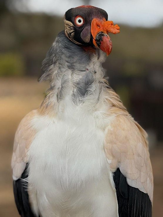 Avian Adventure Day at 1580 Cannon Rd, Carlsbad on 21st June, 2026