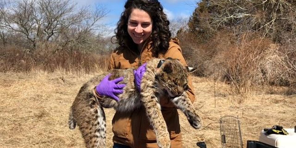 Voices of the Land: Southern RI Bobcat Study at 449 Westerly Bradford ...