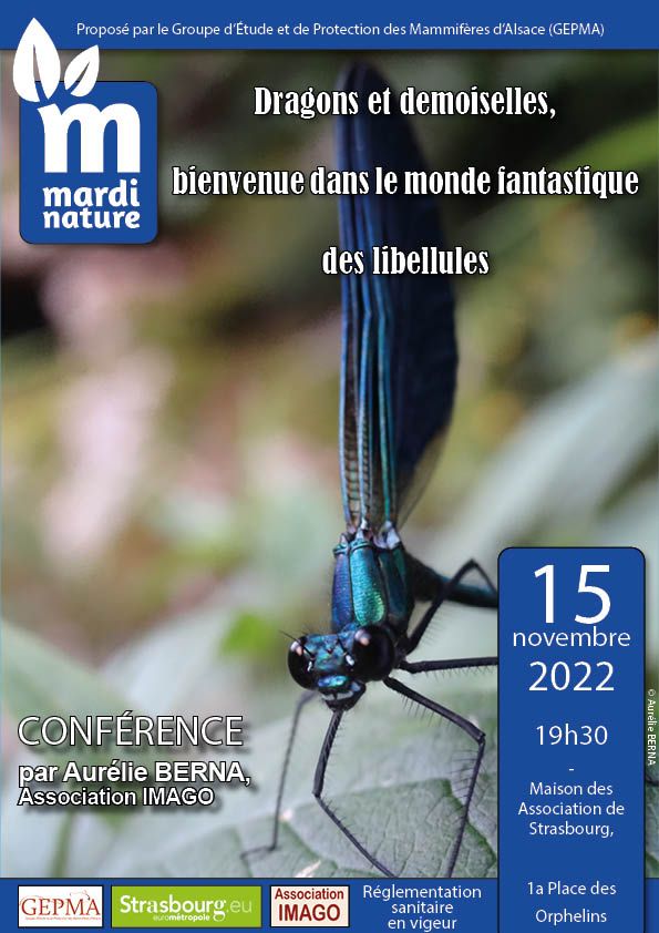 ? Mardi Nature : Dragons et demoiselles, bienvenue dans le monde ...