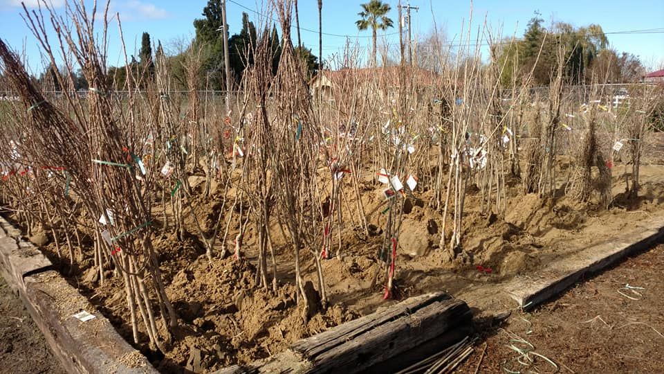 Bareroot Fruit Tree Basics A And Backyard Orchard Maintenance B At