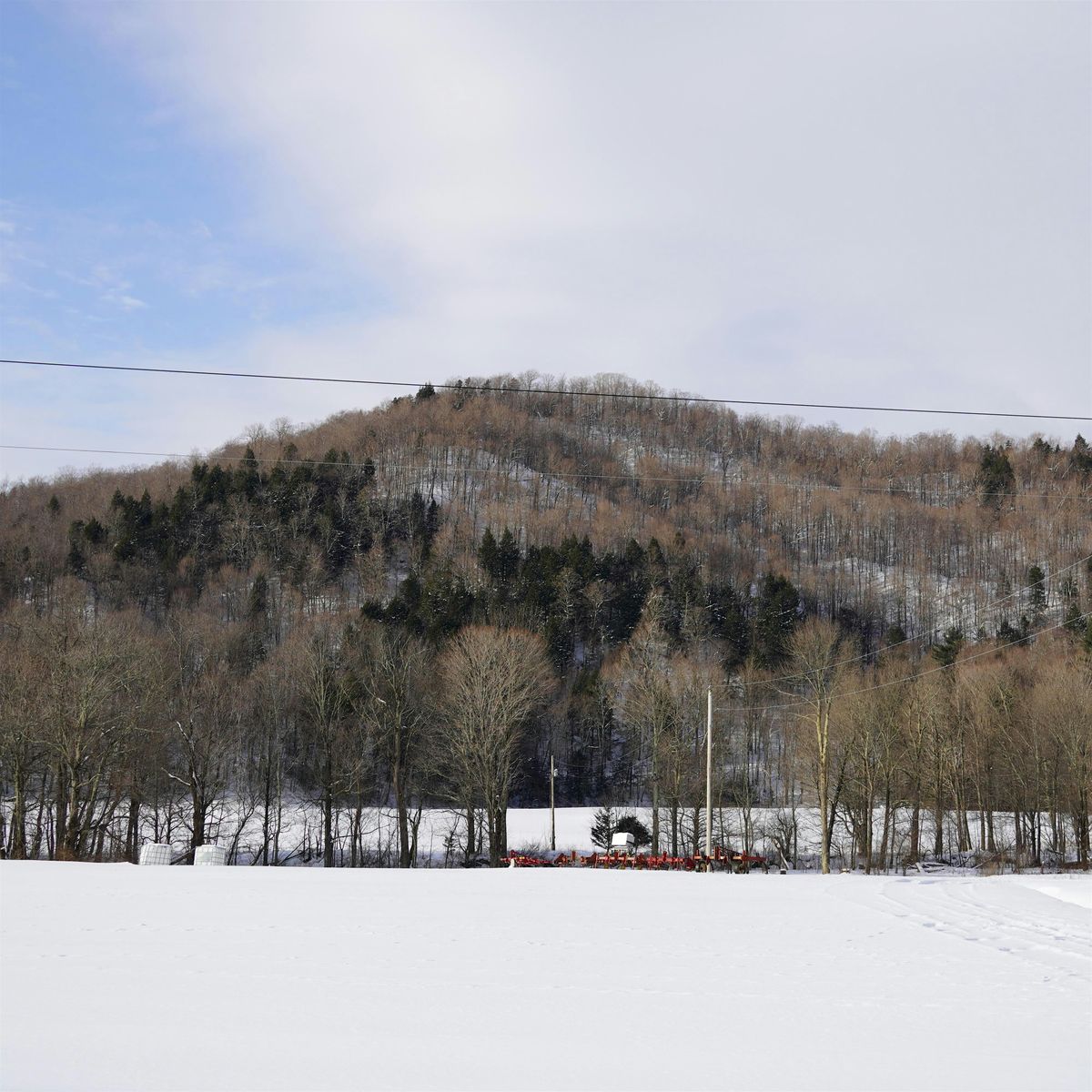 Tree ID and Natural History Tour of Ethan Allen Park at Ethan Allen ...