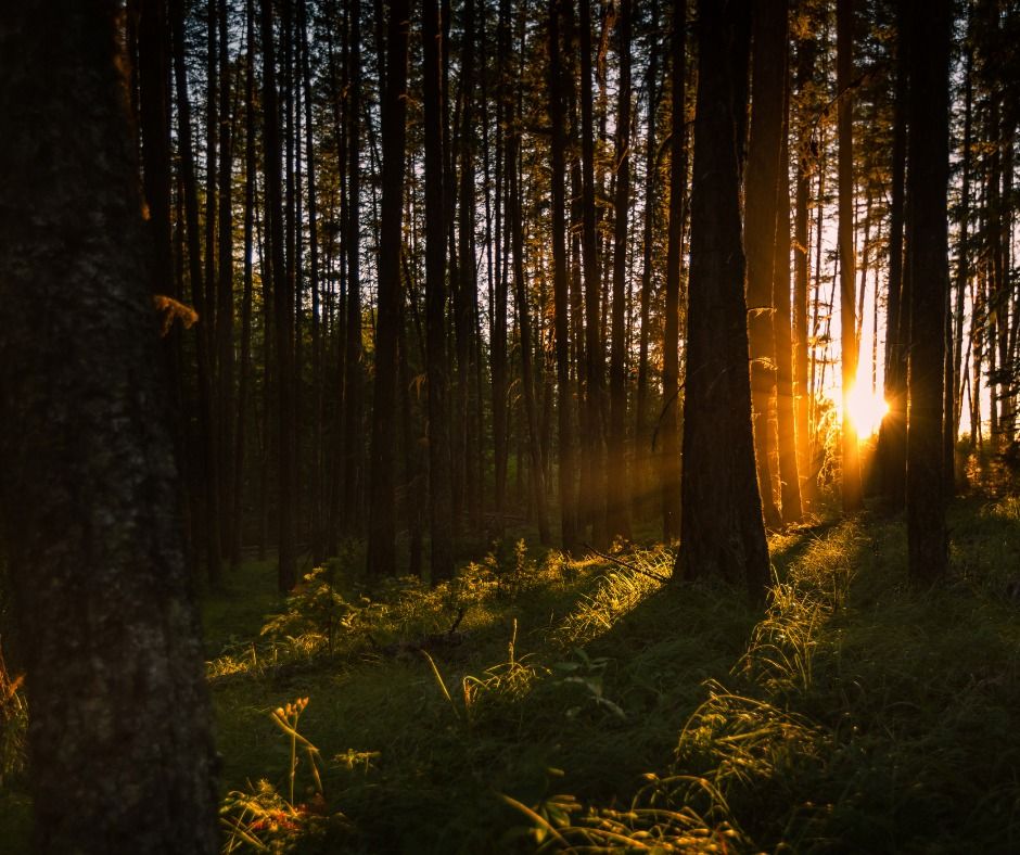 Zonsondergang bosbad at Herkenrodebossen, Hasselt on 7th May, 2022