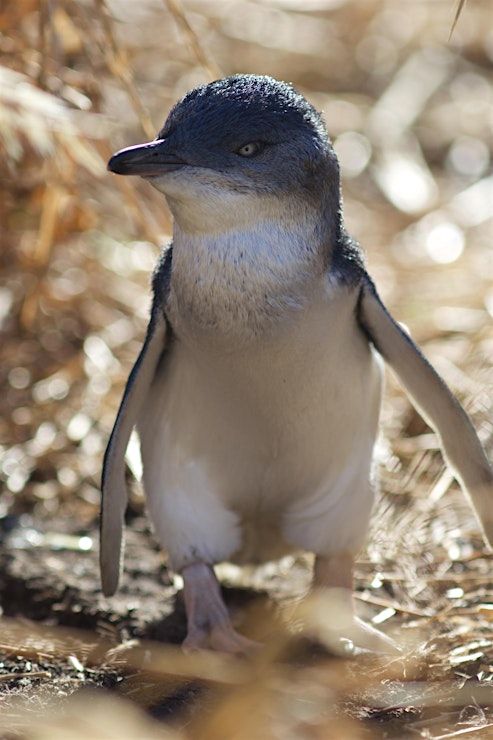 Phillip Island Penguin Parade Koala Reserve Small Group Day Tour at ...