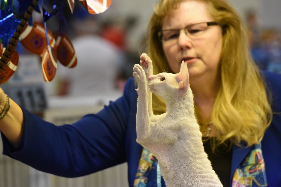San Diego CFA Cat Show at Del Mar Fairgrounds on 27th January, 2024