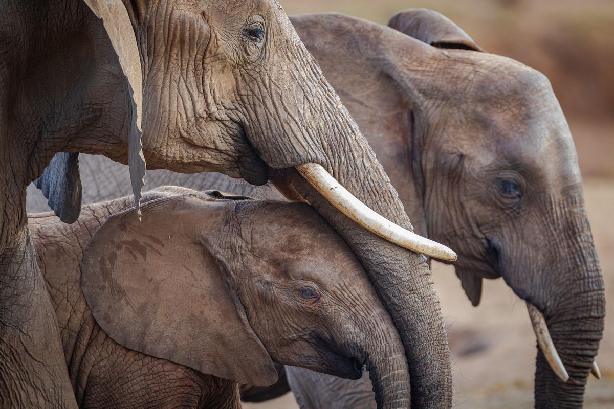 The Future of Elephant Conservation: Where Do We Stand? | Alliance ...