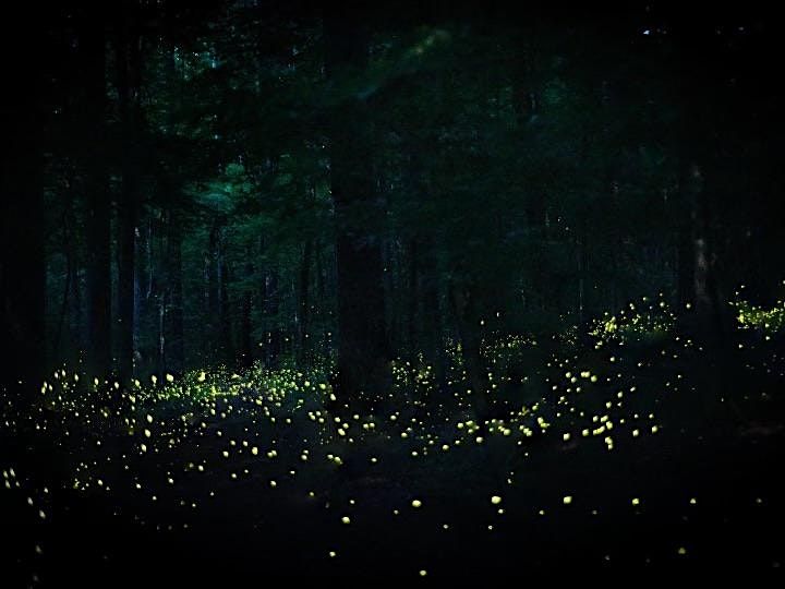 Synchronous Firefly Guided Tour at Wall Doxey State Park | Wall Doxey ...