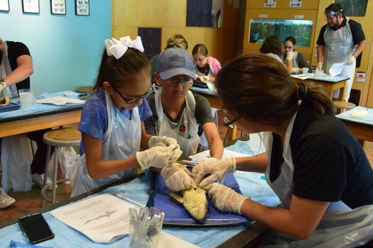 Dissection Workshop with McAllen Public Utility at International Museum ...
