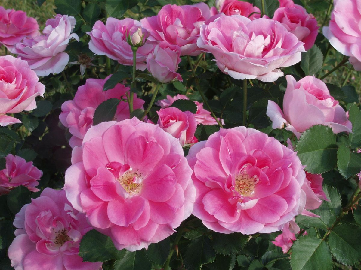 Rose Growing Simplified | Harry P. Leu Gardens, Orlando, FL | May 11, 2022