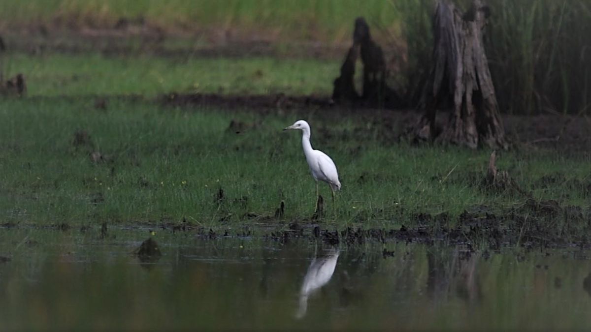 Wetland Identification and Delineation Course at Graham Creek Nature ...