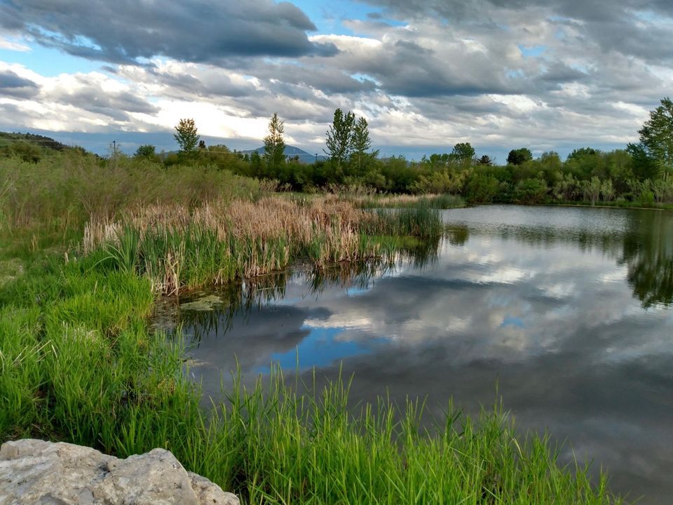 Bird Walk at Story Mill Community Park | Story Mill Community Park ...