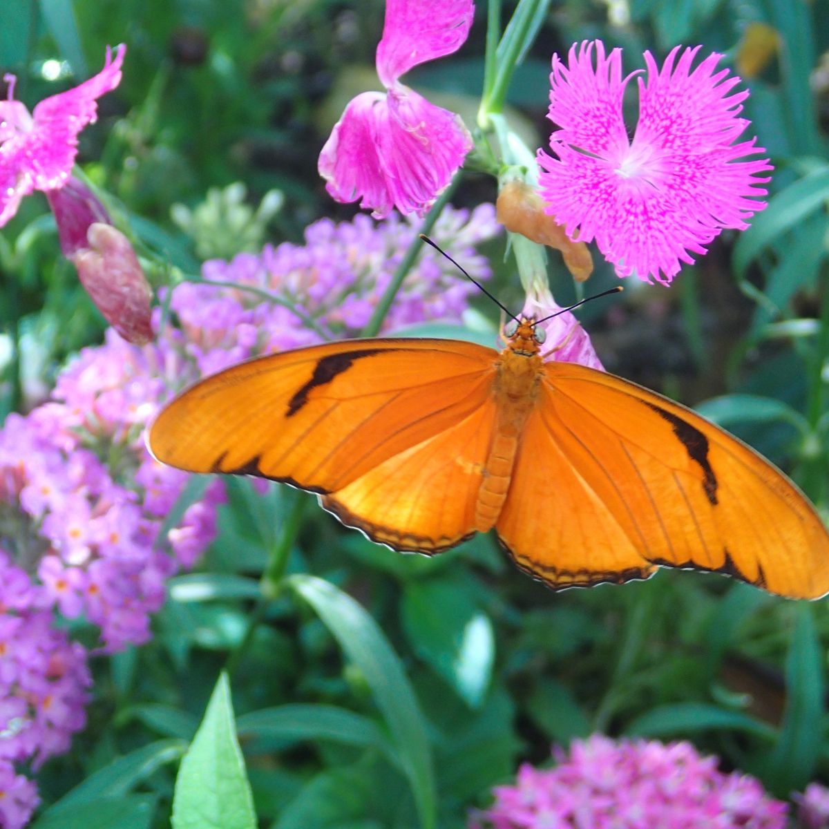Promoting Pollinators at Bert J Harris Agricultural Center, Sam Polston ...