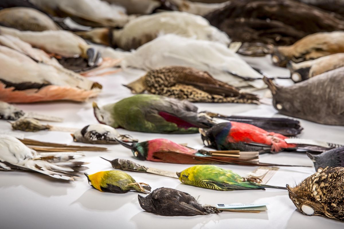 LSU Science Café: Origin of Bird Species at Varsity Theatre & Facebook ...