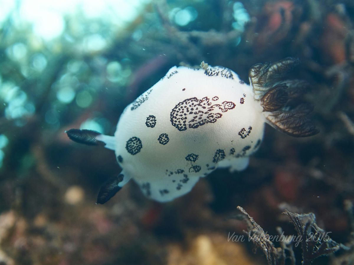 MECHANOPHILIA LAUNCH w/ Sarah Burgoyne, Misha Solomon & Bridget Huh at ...