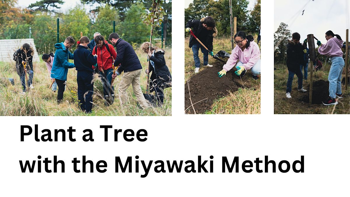 The Miyawaki Method: A Better Way to Plant Forests? Plant a tree with ...