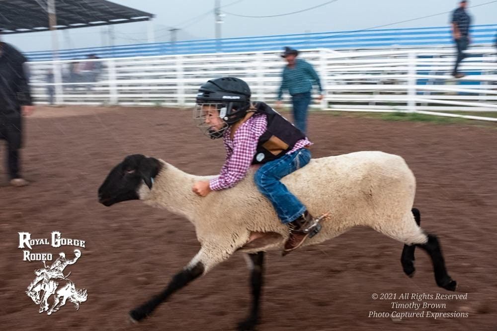 2022 Royal Gorge Rodeo Mutton Bustin | Royal Gorge Rodeo, Canon City ...