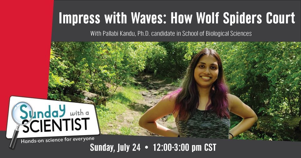 Sunday with a Scientist: Impress with Waves: How Wolf Spiders Court at ...