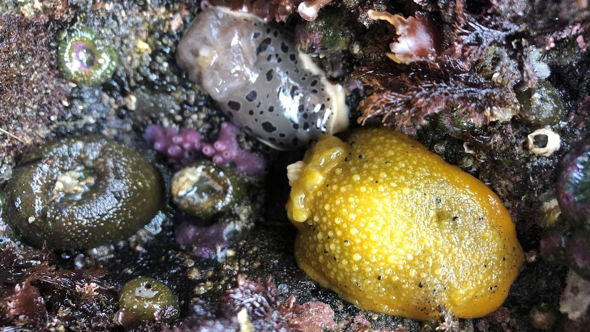 Oceanside Tide Pool Discovery Day (July 15) at Oceanside Beach State ...