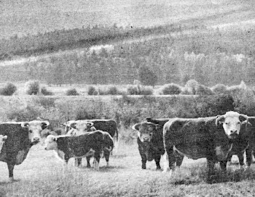 CSU Bob Taylor Beef Symposium at ARDEC, East County Road 56, Fort ...