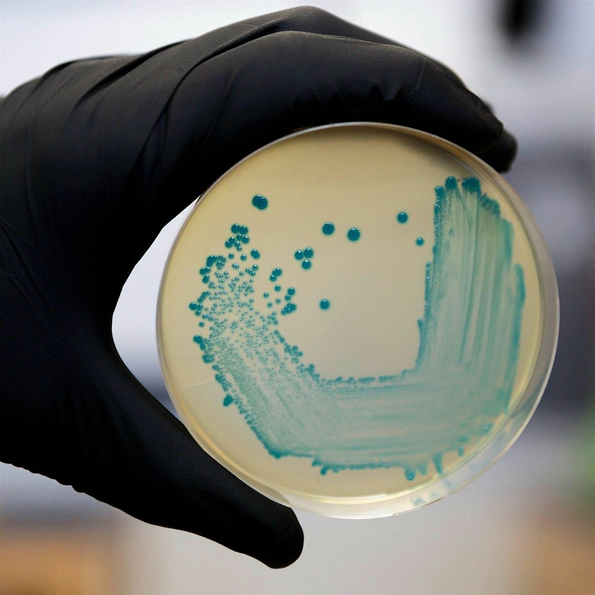 Lab Skills Course: Microbiology Essentials at SoundBio Lab, Seattle on ...