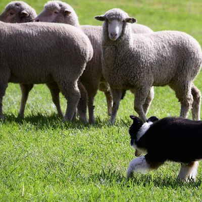 2026 Meeker Classic Sheepdog Championship Trials at 1901 Main St ...