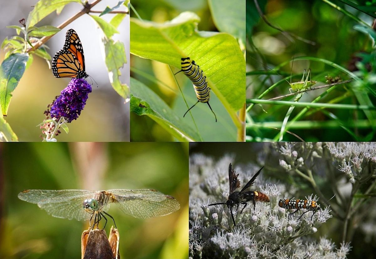 Beetles, Bees, and Butterflies, Oh My! (Member-Only Walking Tour) | The ...