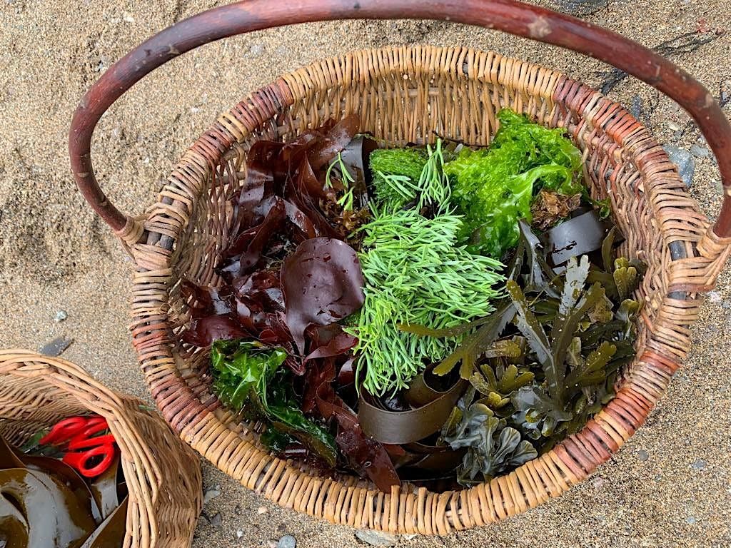 Wild Food Forage and Feast - Family Seashore at Carswell Farm Holiday ...