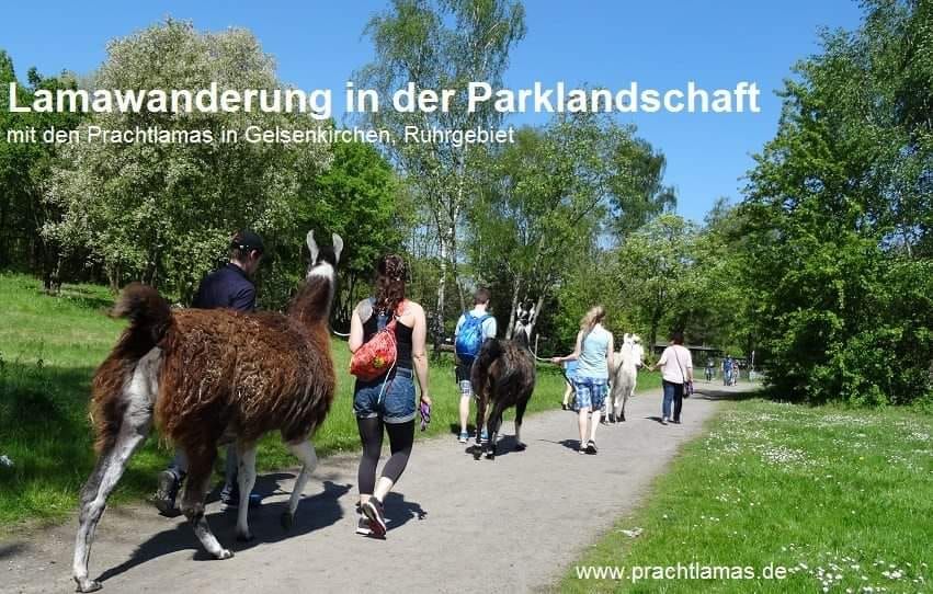 Lama Park Wanderung in den Sommerferien | Prachtlamas, Gelsenkirchen ...