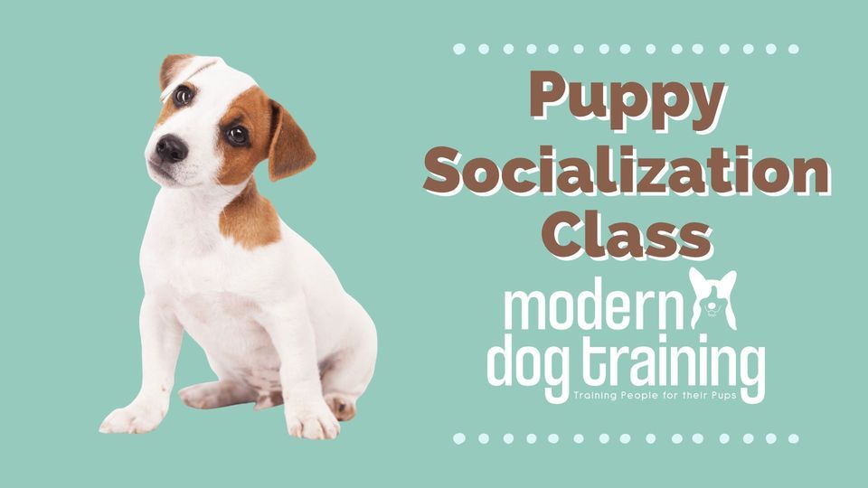 Puppy Socialization Class at Modern Dog Training LLC, East Greenwich on ...