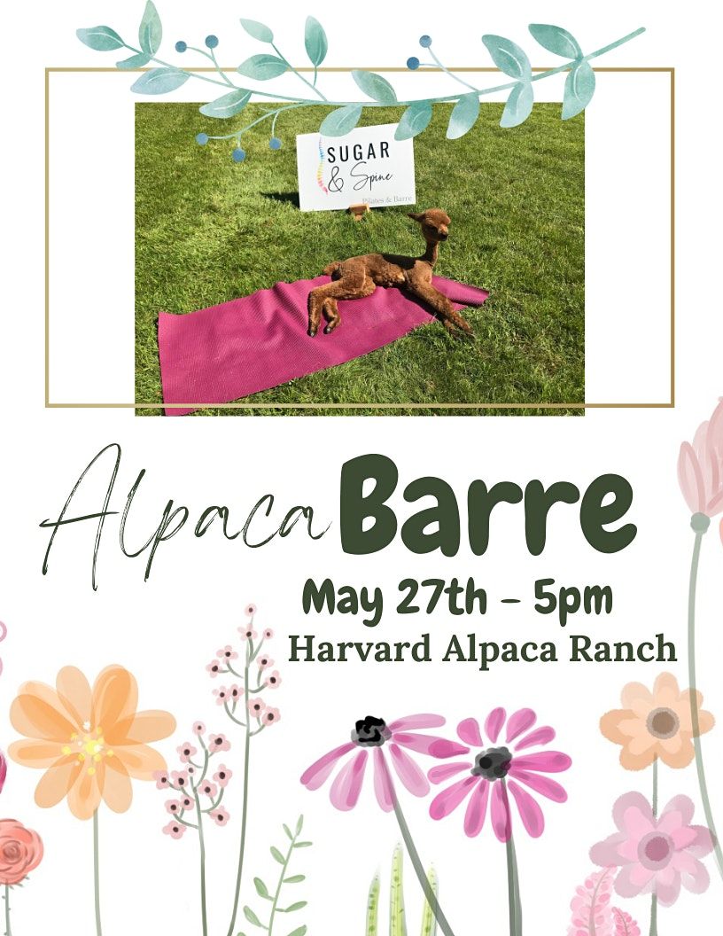 Alpaca Bare Harvard Alpaca Ranch May 27 2022 alpaca-bare-harvard-alpaca-ranch-may-27-2022