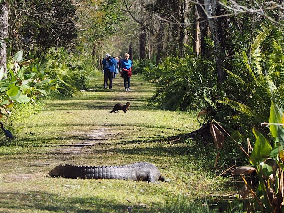 Hike the CREW Bird Rookery Swamp | Bird Rookery Swamp, Naples, FL ...