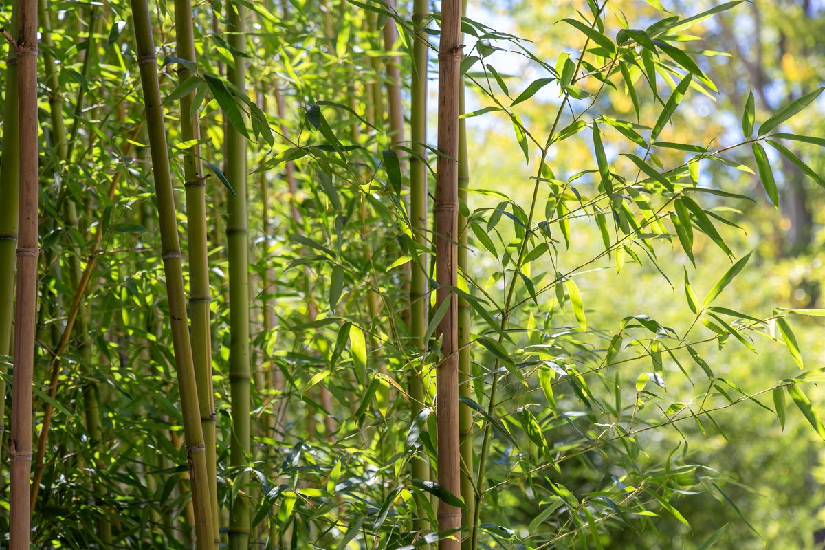 Growing Bamboo with experts from The Bamboo Garden at Portland Nursery ...