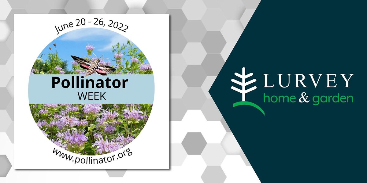 Celebrating National Pollinator Week! at Lurvey Center, Des Plaines on ...