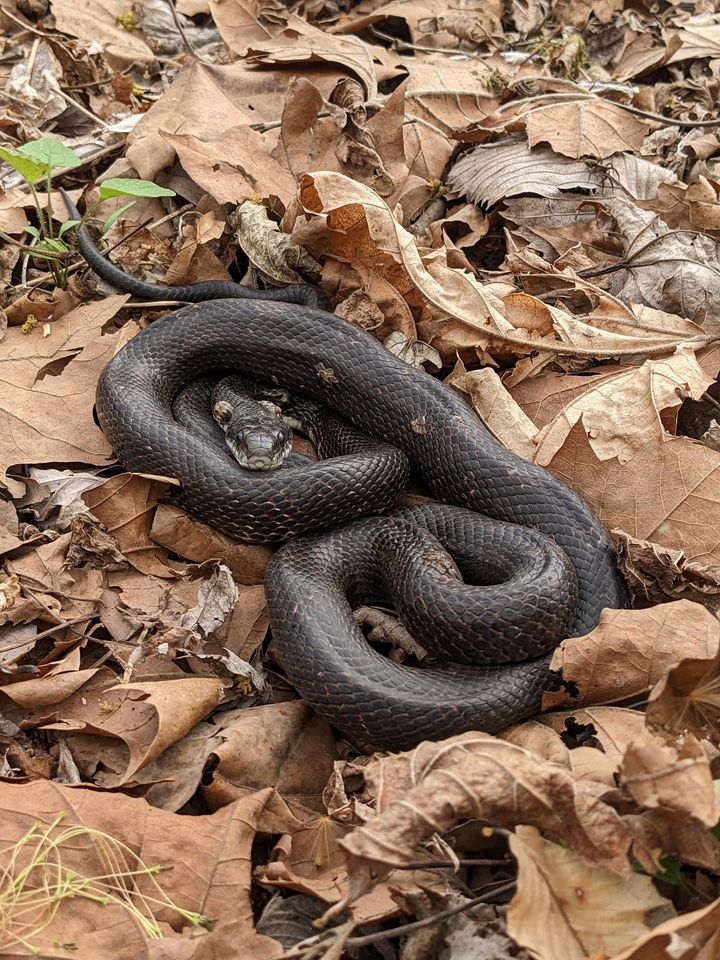 Snakes Alive: An Introduction to Our Native Snakes | Ashburn Library ...