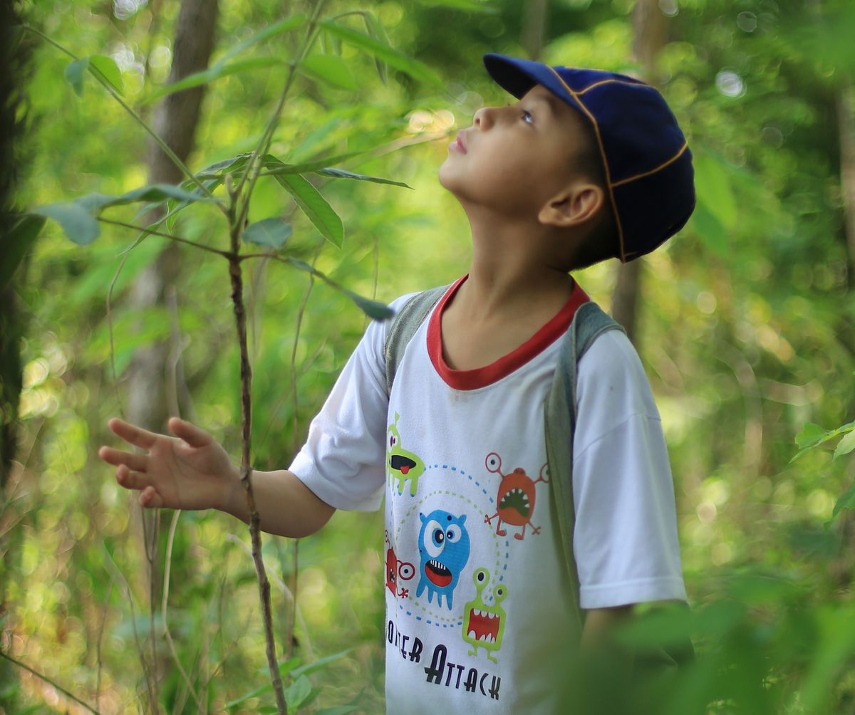 All About Trees - Activities for Families | Nower Wood Educational Nature Reserve - Visitors by ...