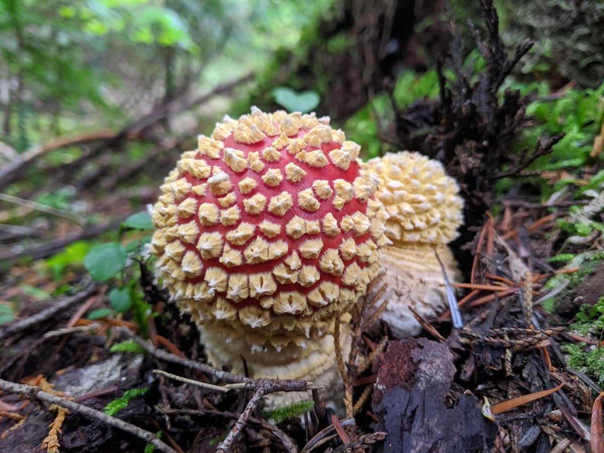 Mushroom Walk at Paradise Valley Conservation Area Parking and Trail ...