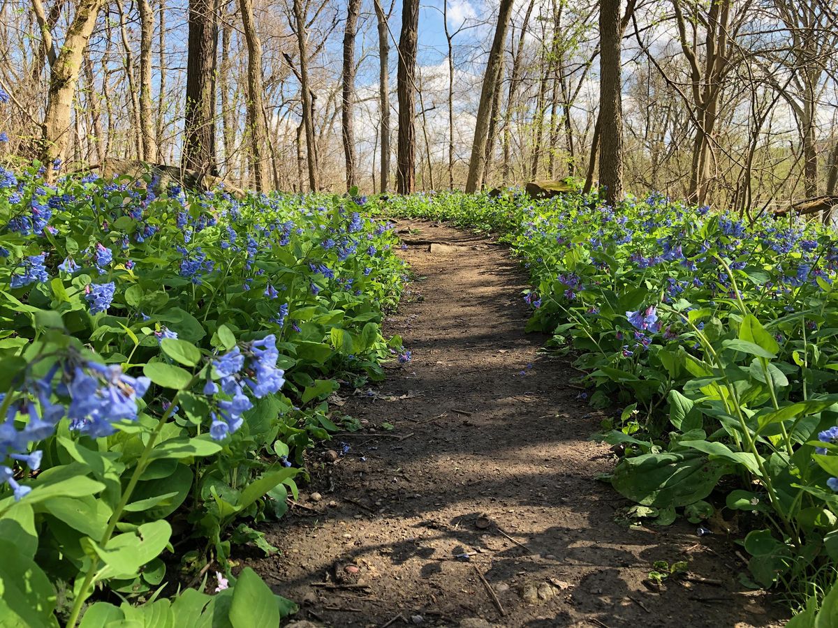 WVU Department of Biology Spring Ephemeral Wildflower Walks 2023 | Core ...