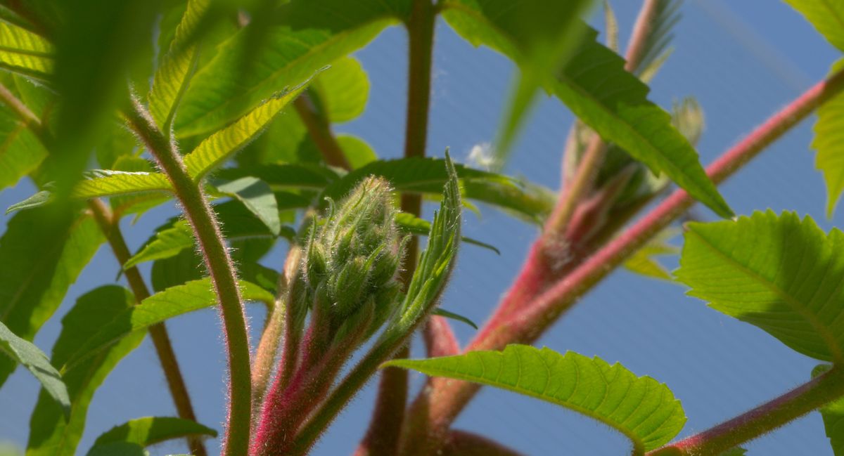 The Staghorn Sumac: Artist Workshop with Cole Swanson and Lynn Short | Varley Art Gallery of ...